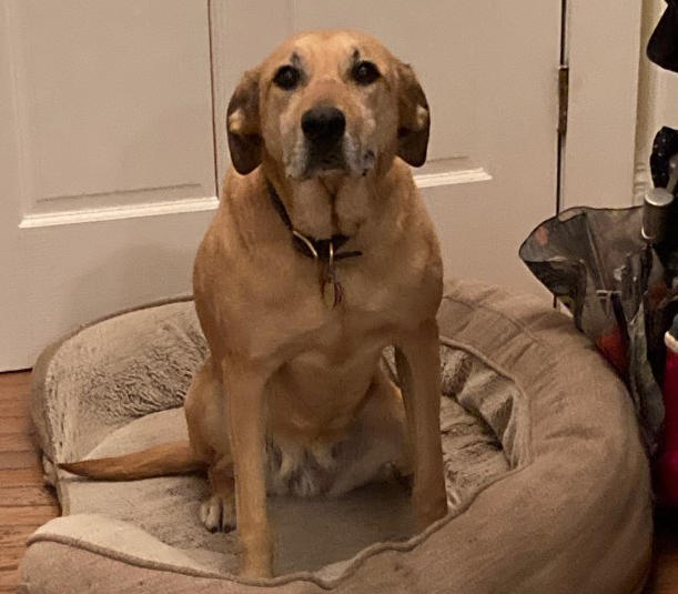 Betty Wang | The Wang Lab